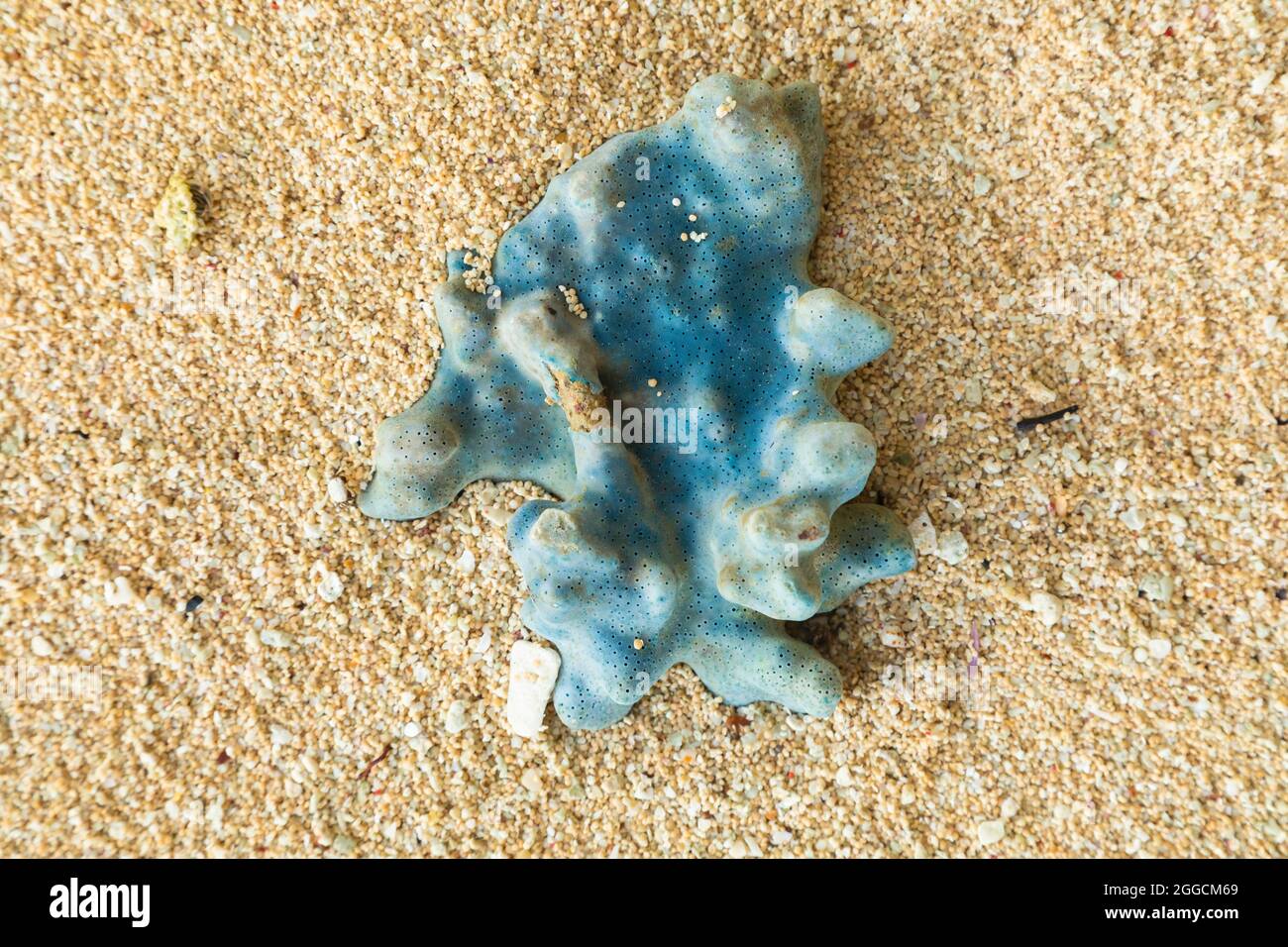 A piece of blue coral washed ashore by the tide of a tropical beach on ...
