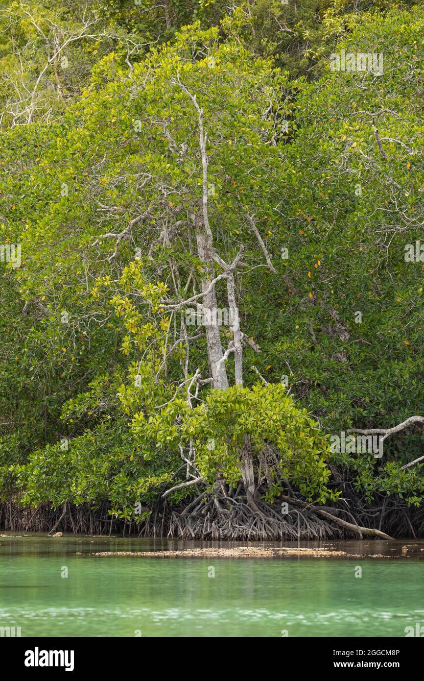 Mangrove tree, anchored to the shore with its roots, grows surrounded ...