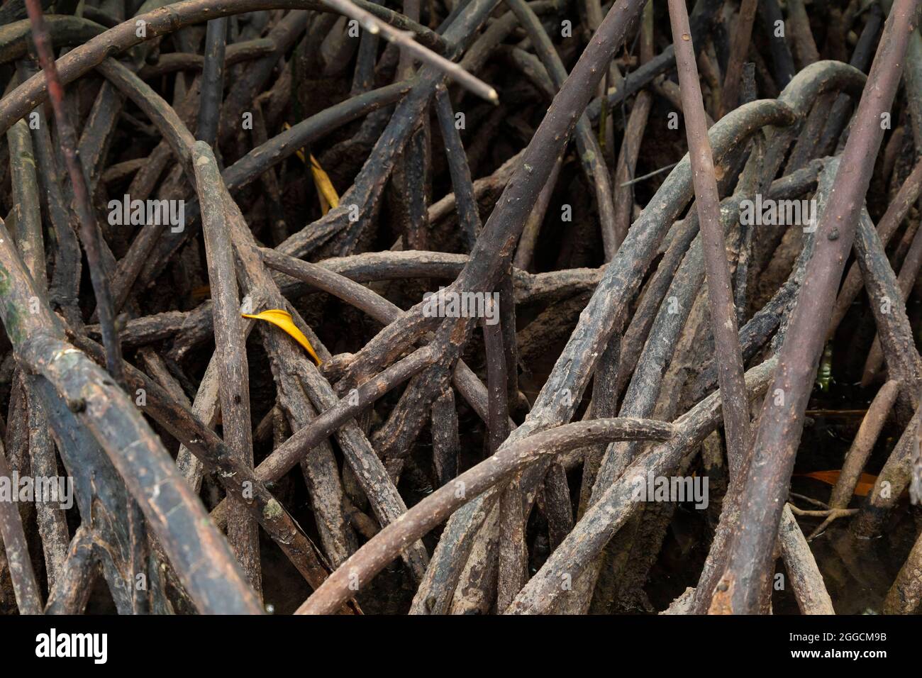 Tangle of mangrove roots, preventing anyone from entering, in a ...