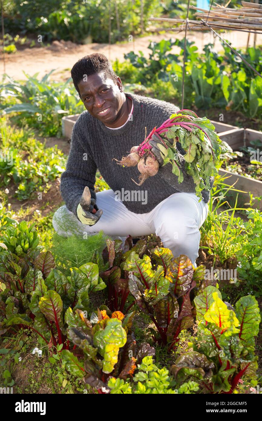 Afro american farmer man harvesting fresh beetroot Stock Photo - Alamy