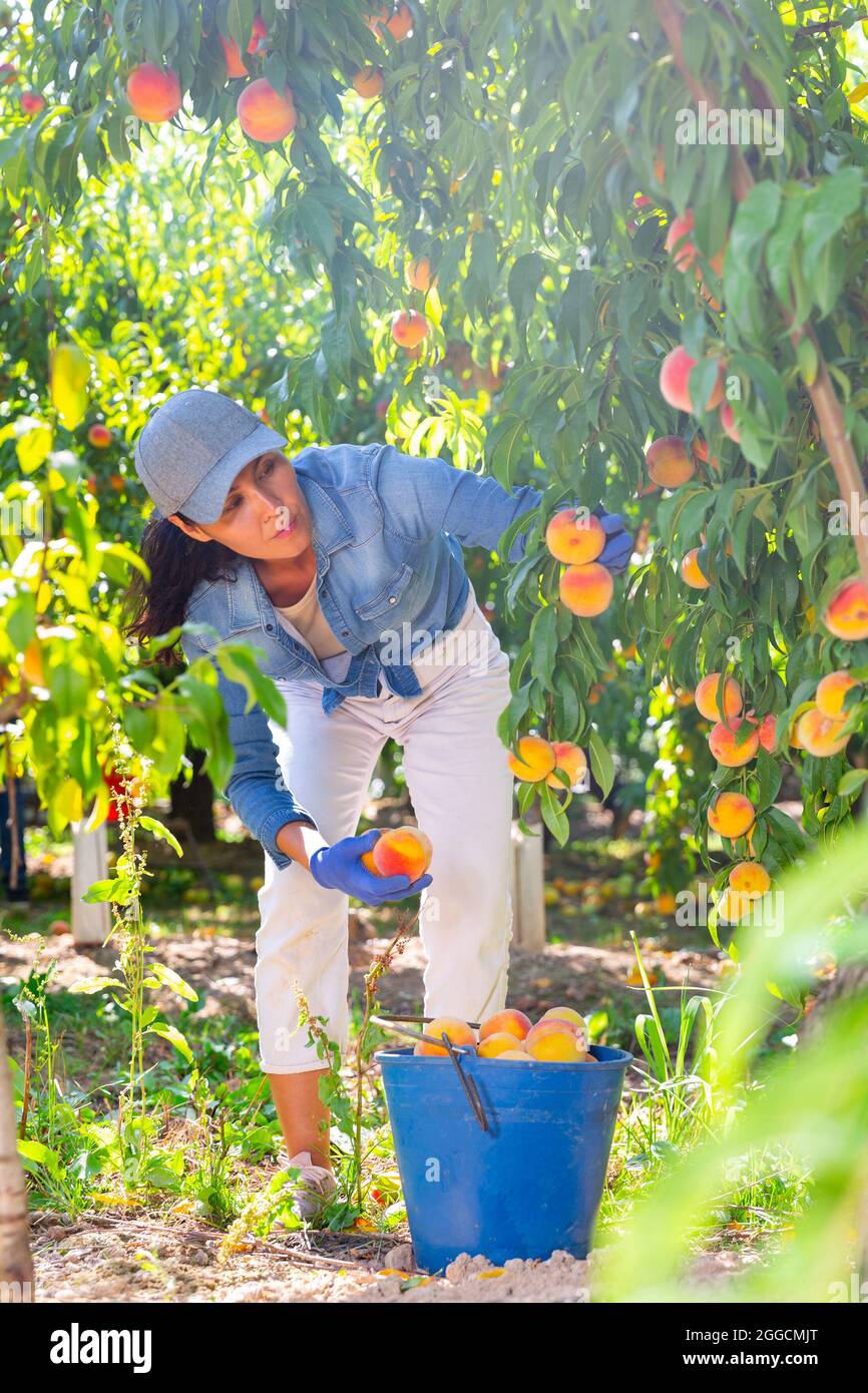 Woman picking peaches hi-res stock photography and images - Alamy