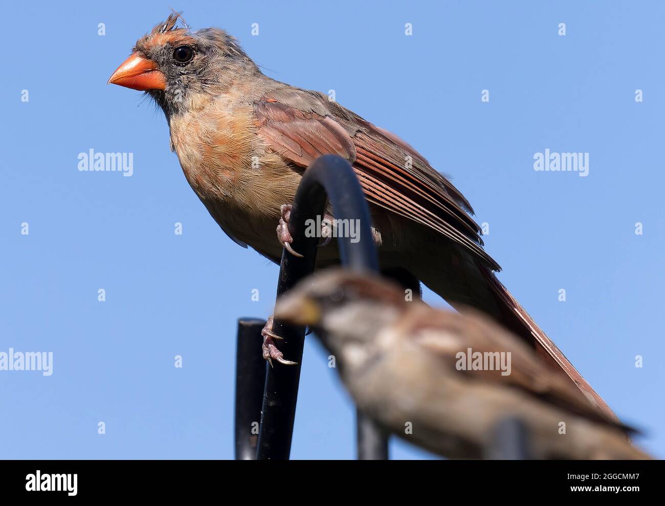 Molting female Northern Cardinal on a high perch Stock Photo - Alamy