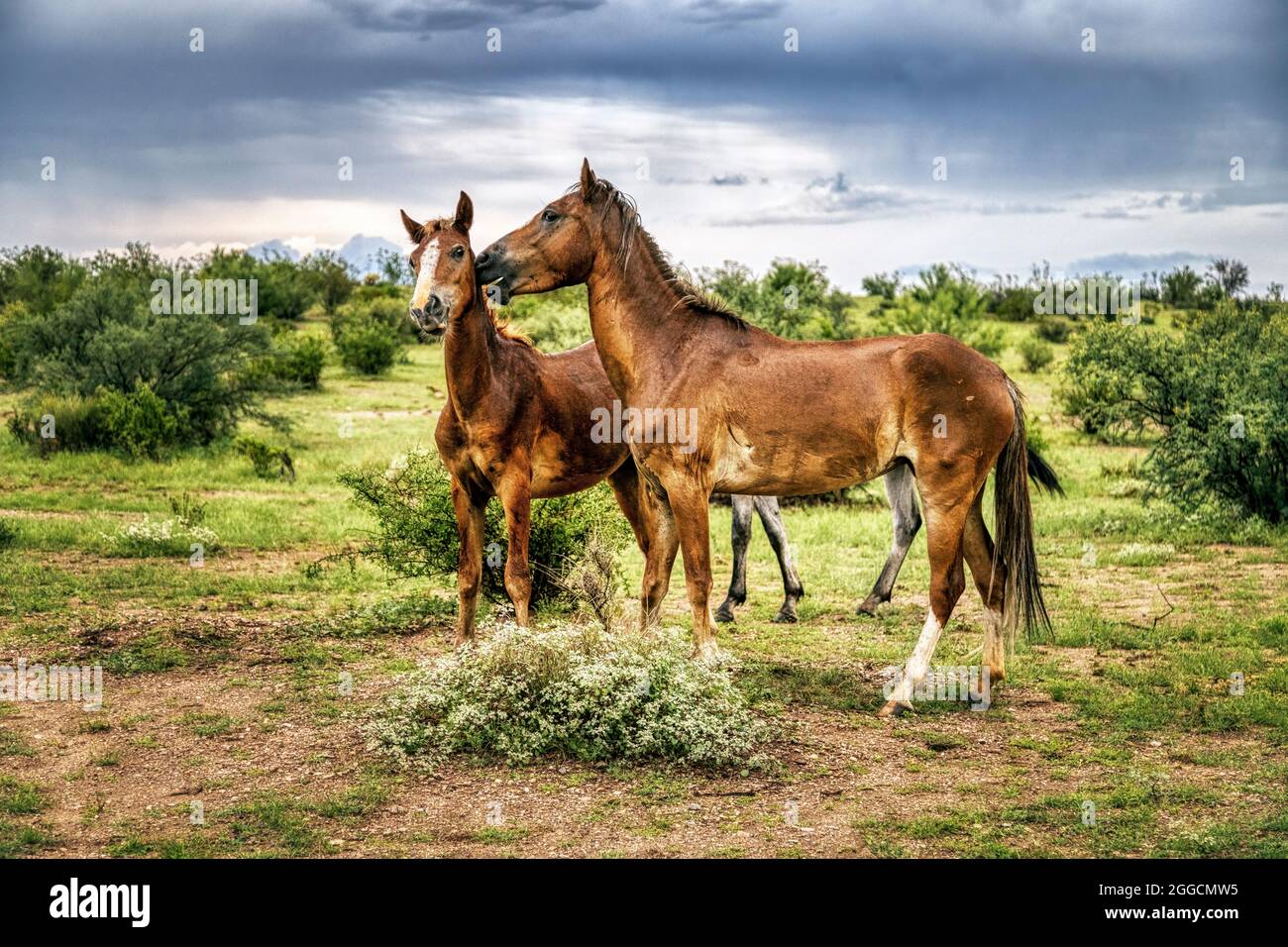 Salt River Wild Horses in Tonto National Forest near Phoenix, Arizona ...