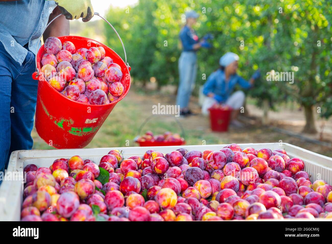 Crate with freshly harvested plums at orchard Stock Photo - Alamy