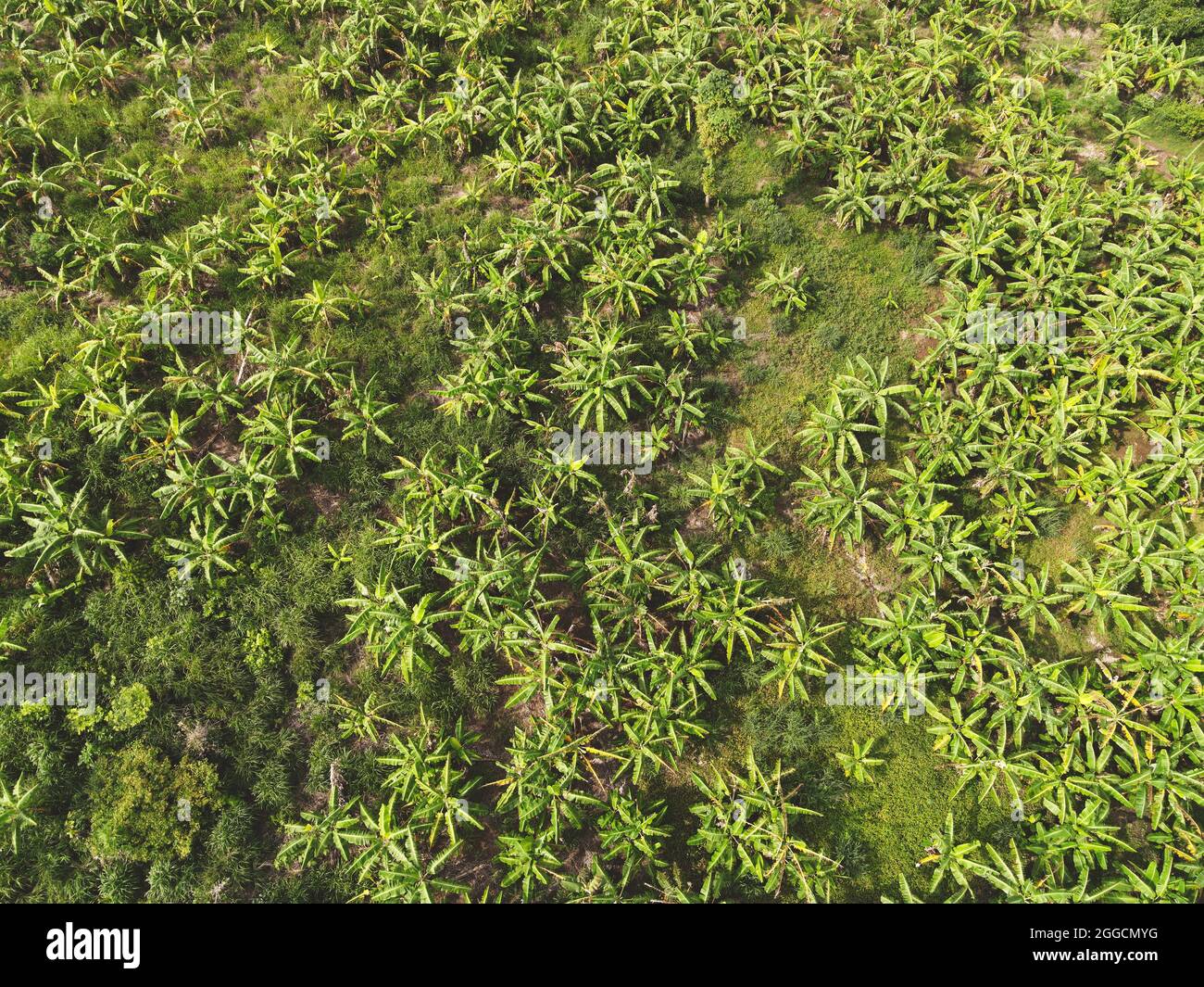 Aerial view of the banana leaf green fields nature agricultural farm ...
