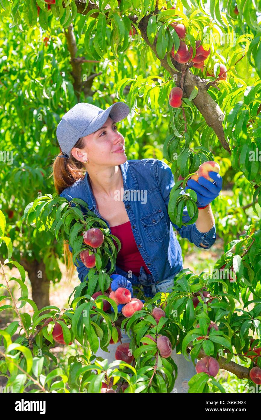 Female farmer picking peaches in fruit orchard Stock Photo - Alamy