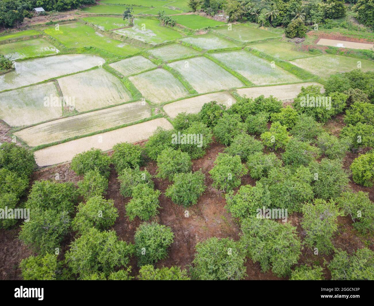 Aerial view of the tamarind green fields nature agricultural farm ...