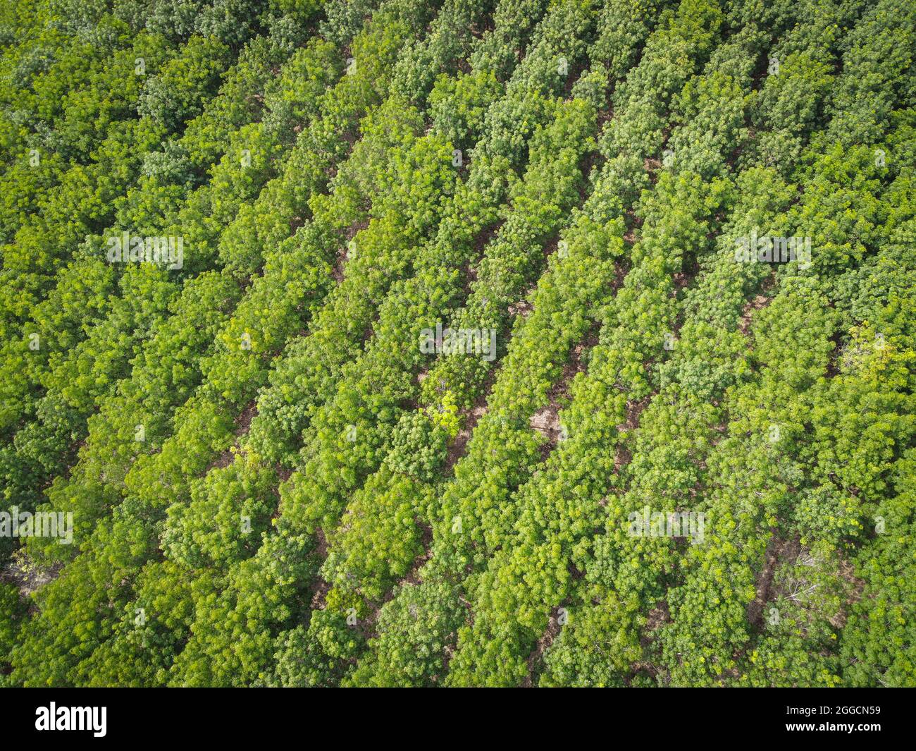 Aerial view forest tree rubber tree leaves environment forest nature ...