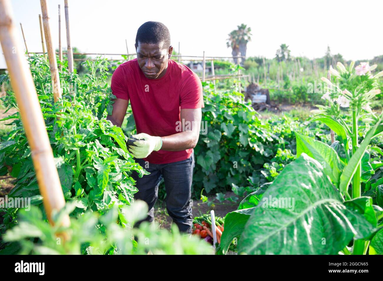 African american gardener with bamboo stick working with seedlings ...