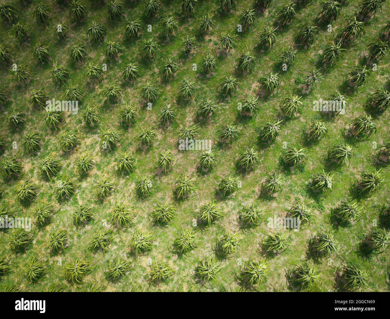 Aerial view of the dragon fruit green fields nature agricultural farm ...