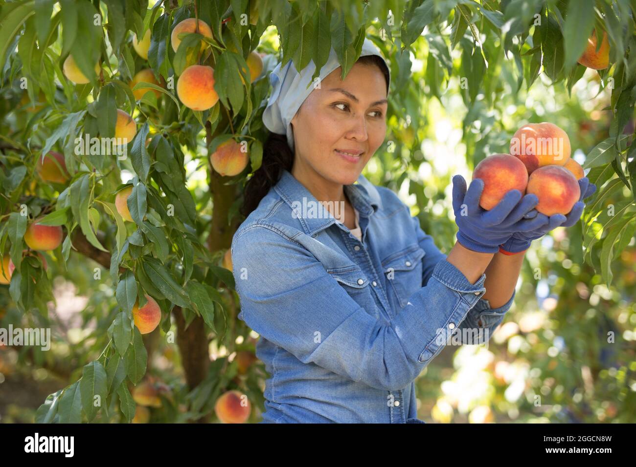 Woman holding peaches in hands Stock Photo - Alamy