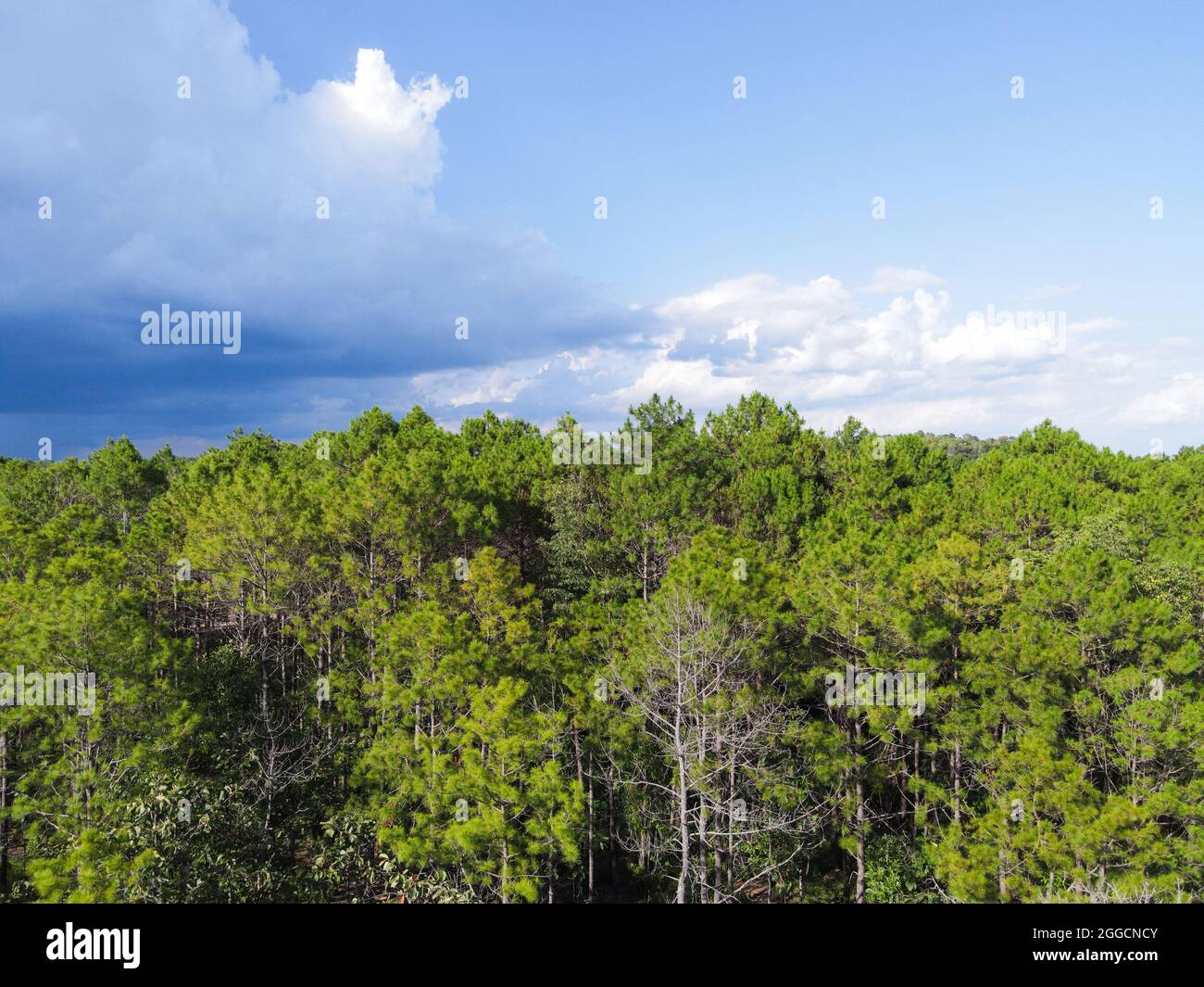 Aerial view forest tree environment forest nature blue sky background ...