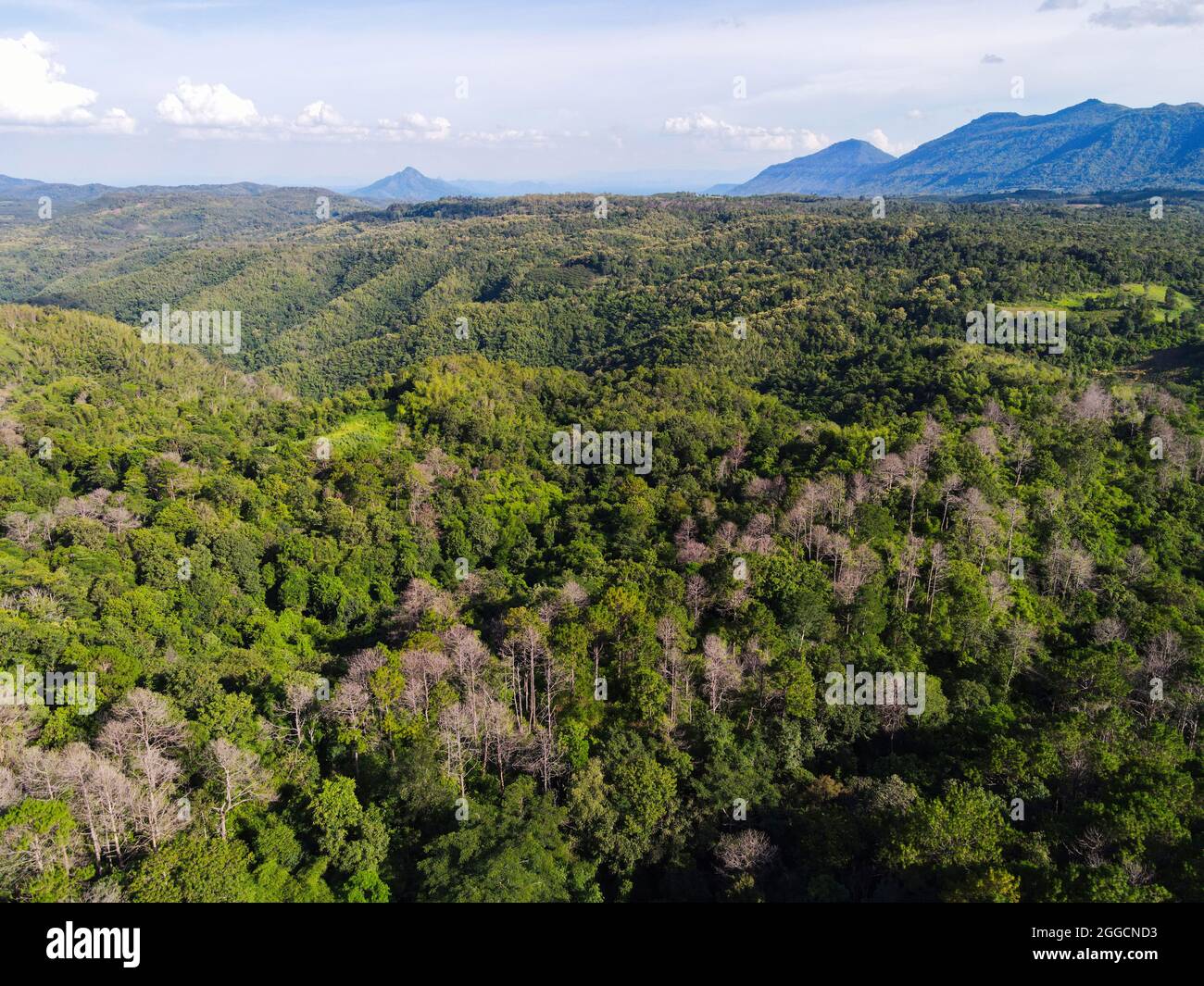 Aerial view forest tree environment forest nature background, Texture ...