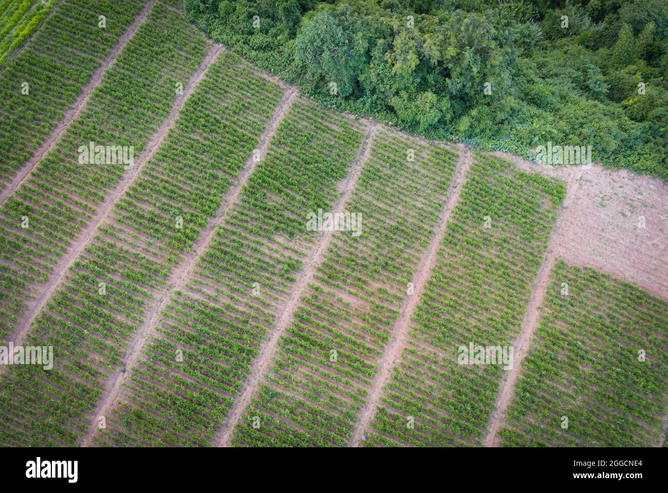 Aerial view of the plowed field green nature agricultural farm ...