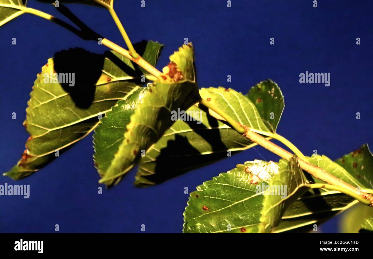 leaves on a limb Stock Photo - Alamy