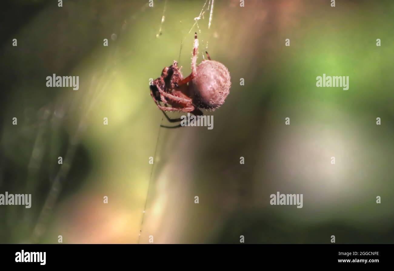 Non venomous spider hi-res stock photography and images - Alamy