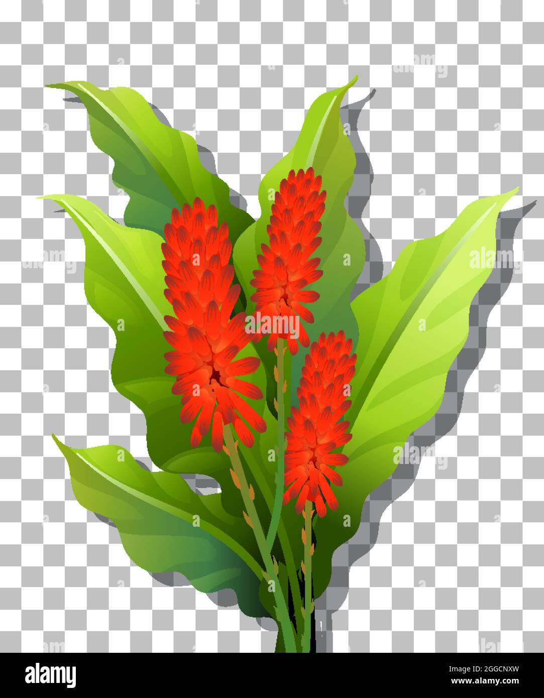 Cock's comb flower on transparent background illustration Stock Vector ...