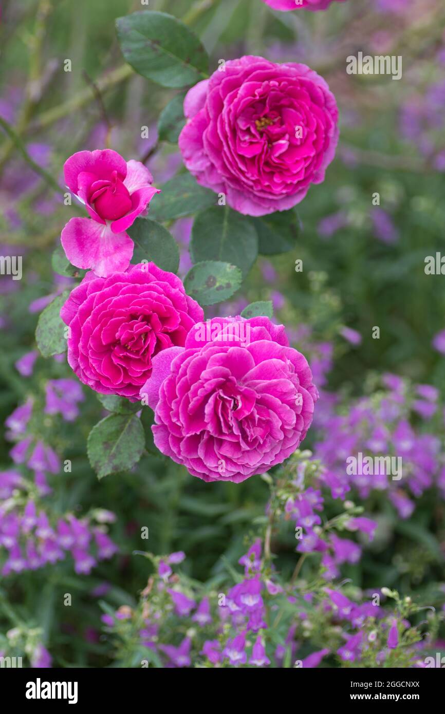 The deep pink blooms of a shrub rose Stock Photo - Alamy