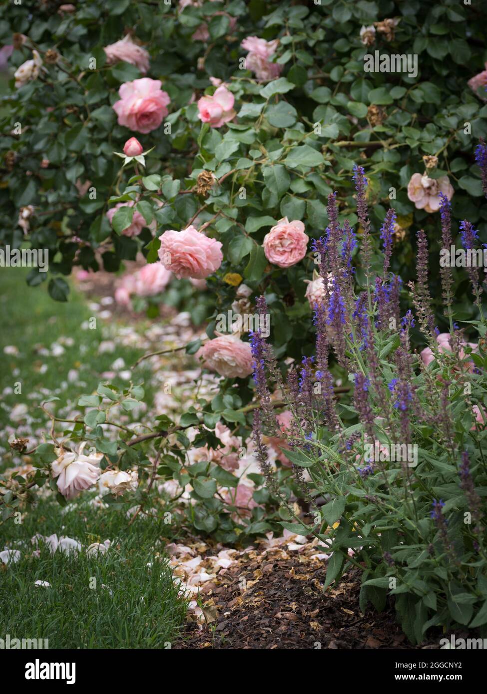A romantic garden filled with the blooms of a pale pink shrub rose ...