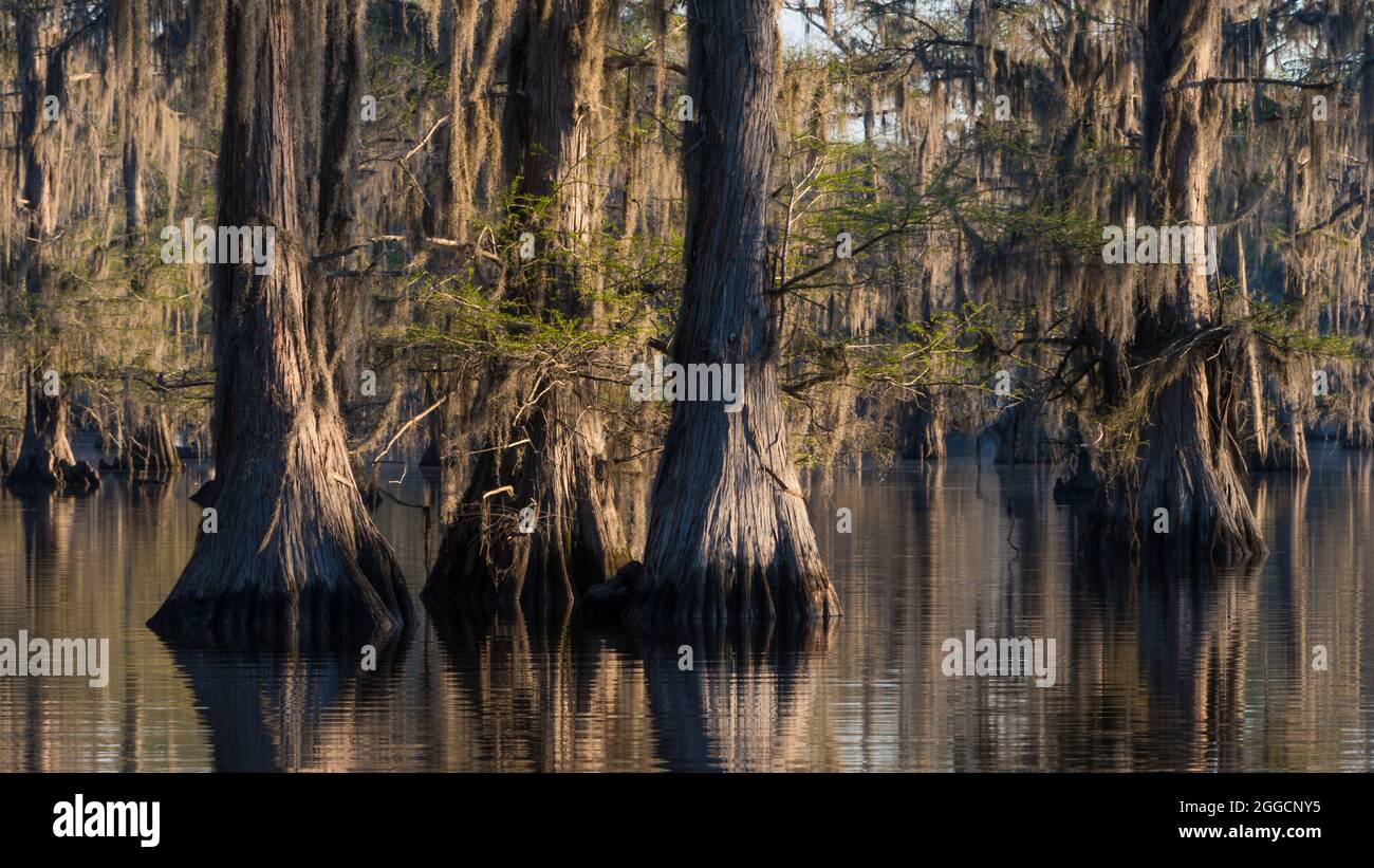 Caddo Lake, with its old trees and endless reflections, is a magical ...
