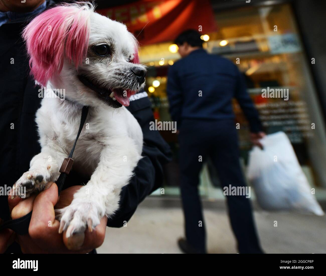 A stylish pet dog visiting the Bukchon Hanok Village in Seoul, Korea ...