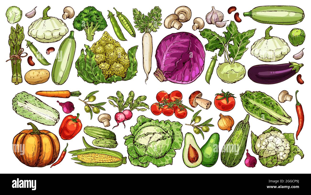 Vegetable vector sketches farm hi-res stock photography and images - Alamy