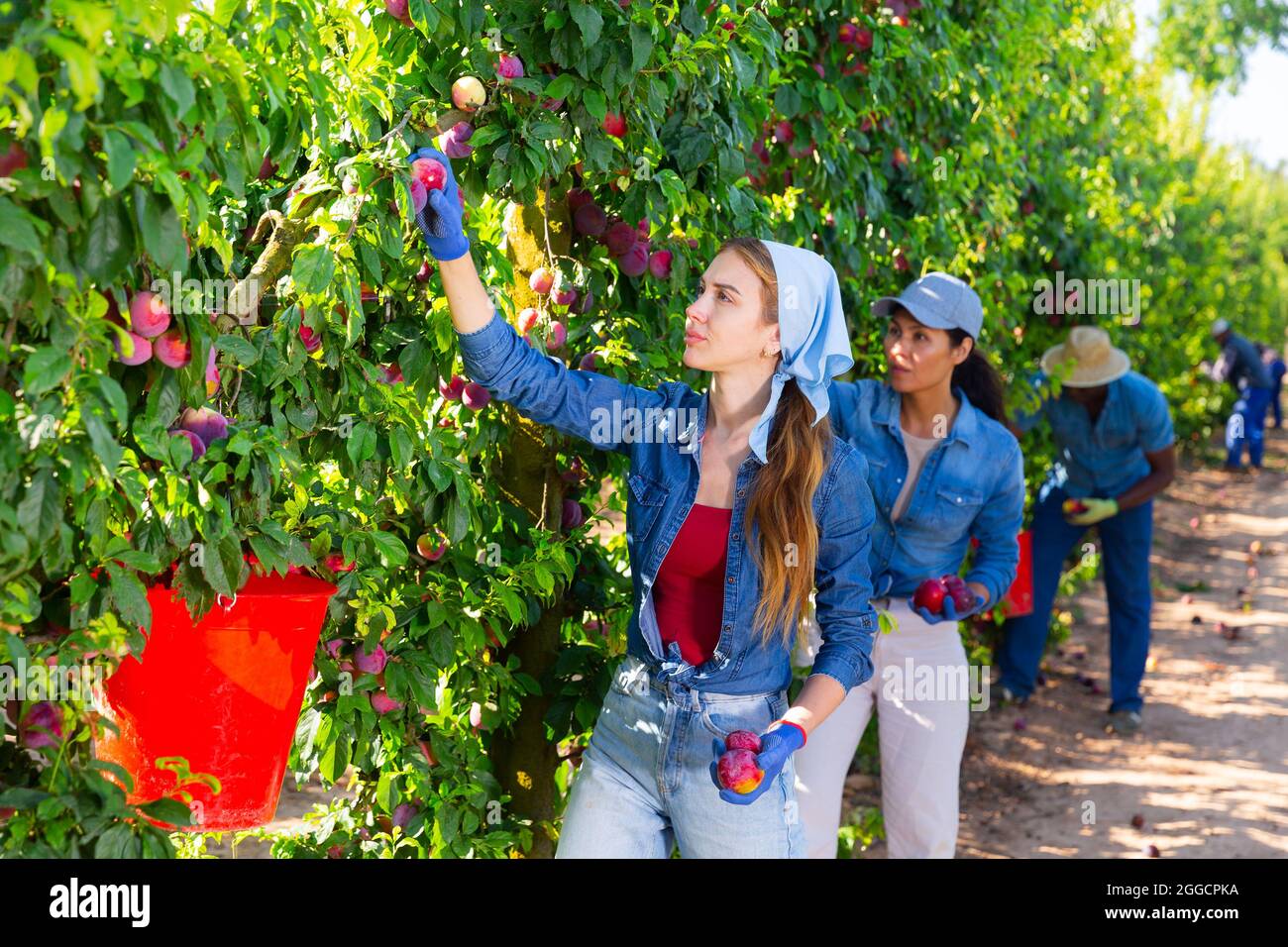 Farmers picking ripe plums in fruit garden Stock Photo - Alamy