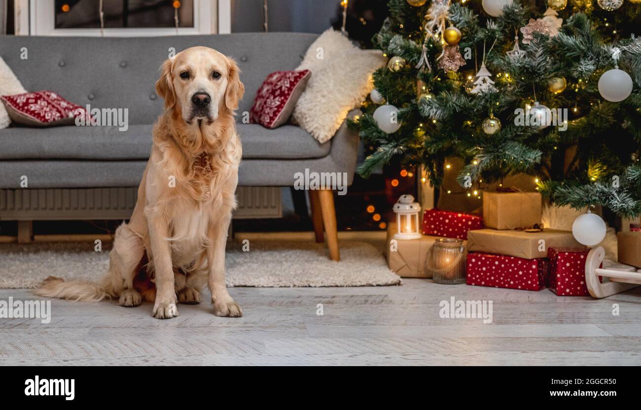 Labrador christmas tree hi-res stock photography and images - Alamy