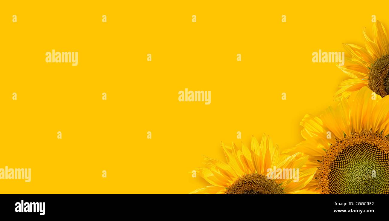 Sunflowers banner hi-res stock photography and images - Alamy