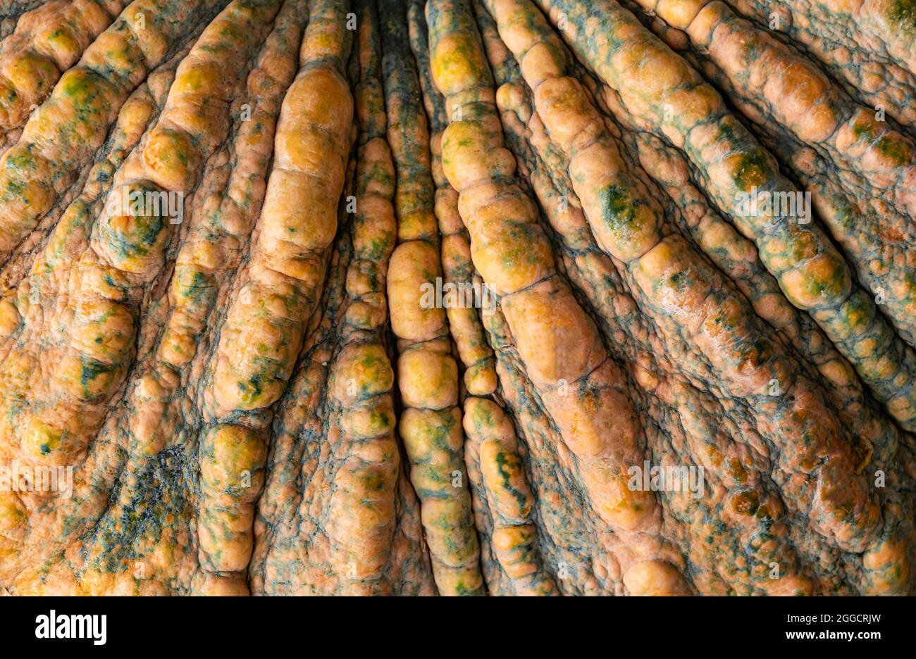 Texture of pumpkin skin detail. Rough pumpkin for background Stock ...