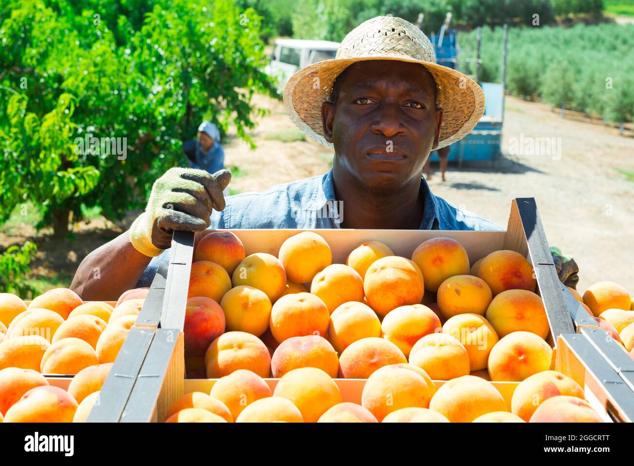 African american farmer stacking crates with harvested peaches in ...