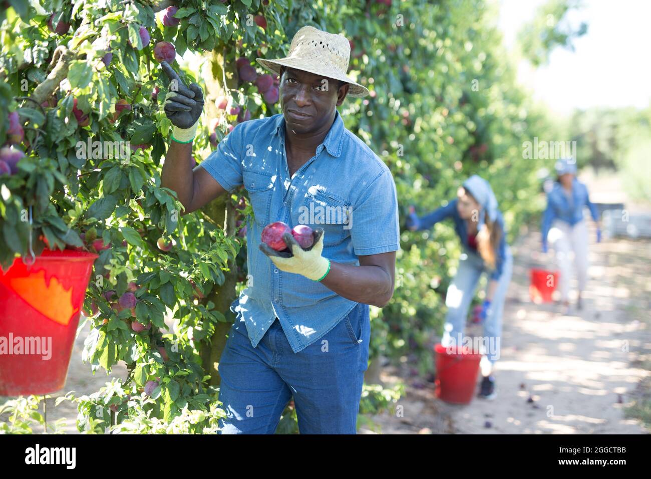 African american orchard owner harvesting ripe plums Stock Photo - Alamy