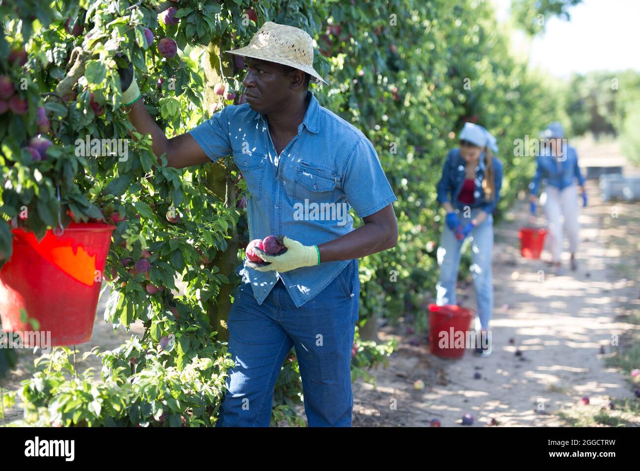African american farm worker harvesting plums in fruit garden Stock ...