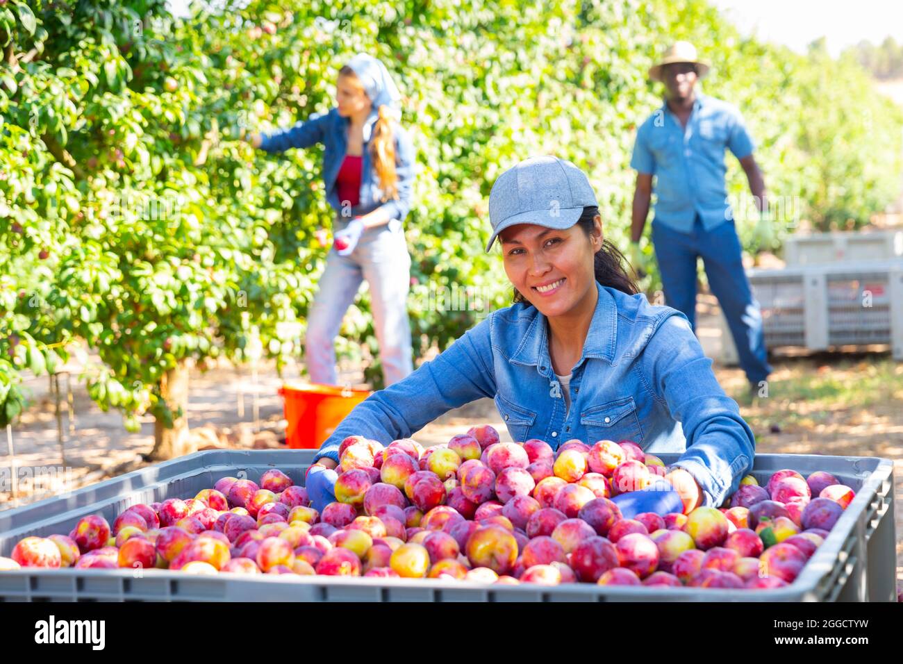 Woman posing with harvested plums at farm Stock Photo - Alamy