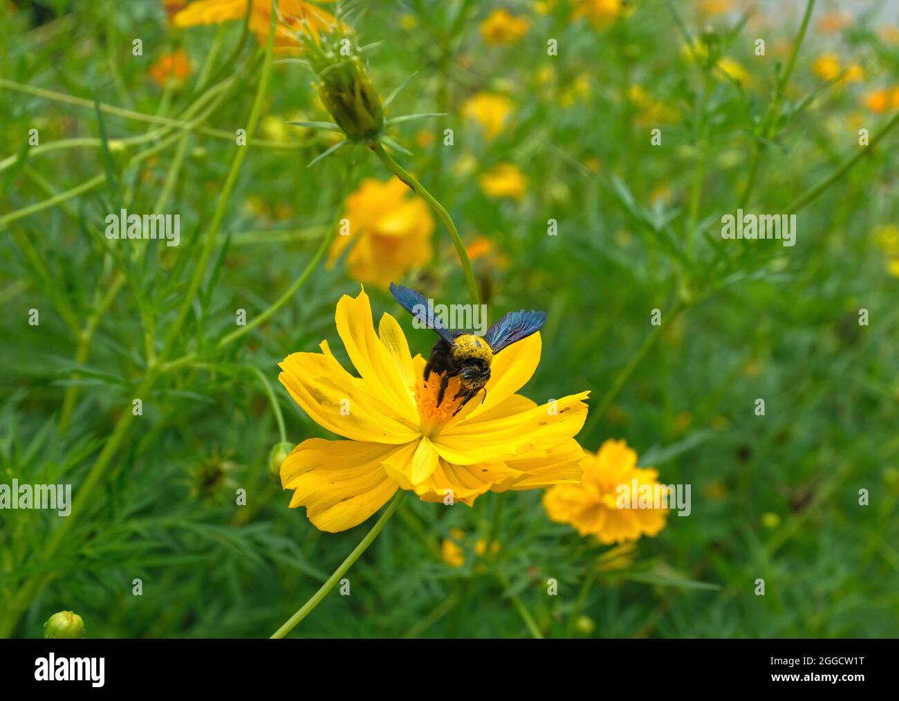 A big black and yellow bee on a flower in Thailand Stock Photo - Alamy