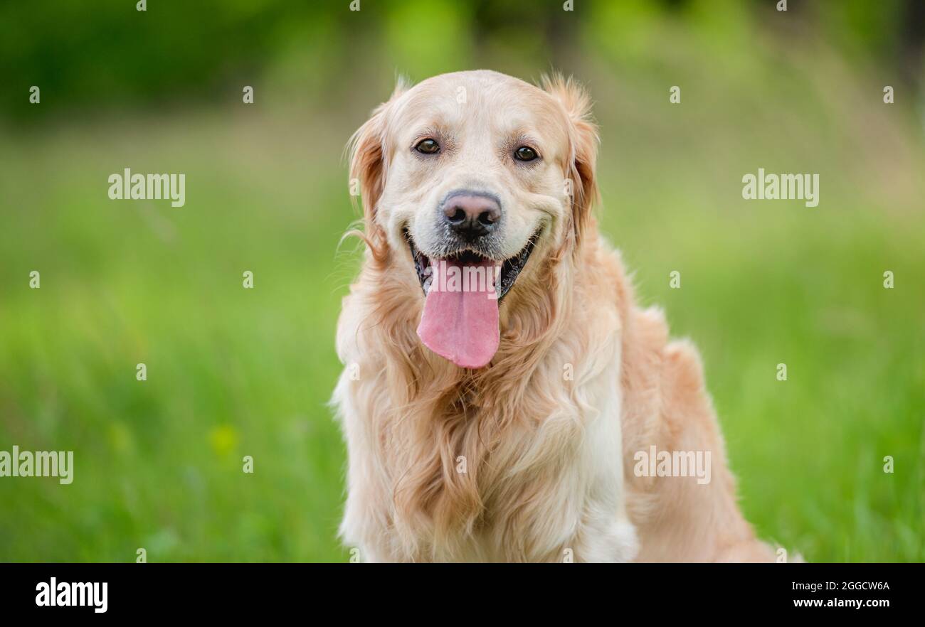 Golden retriever dog outdoors in summer Stock Photo - Alamy