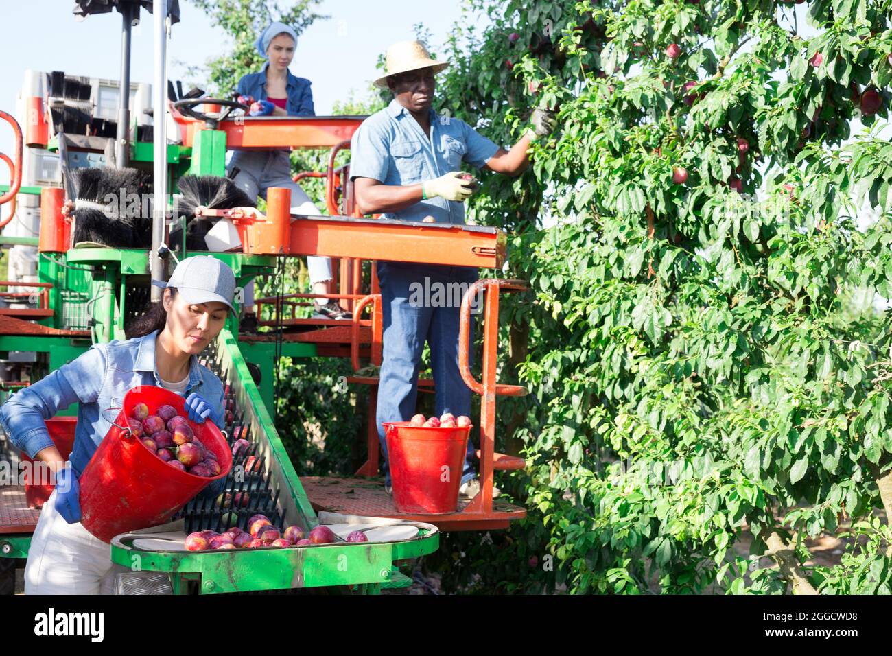Asian woman gathering crop of plums on harvesting machine Stock Photo ...