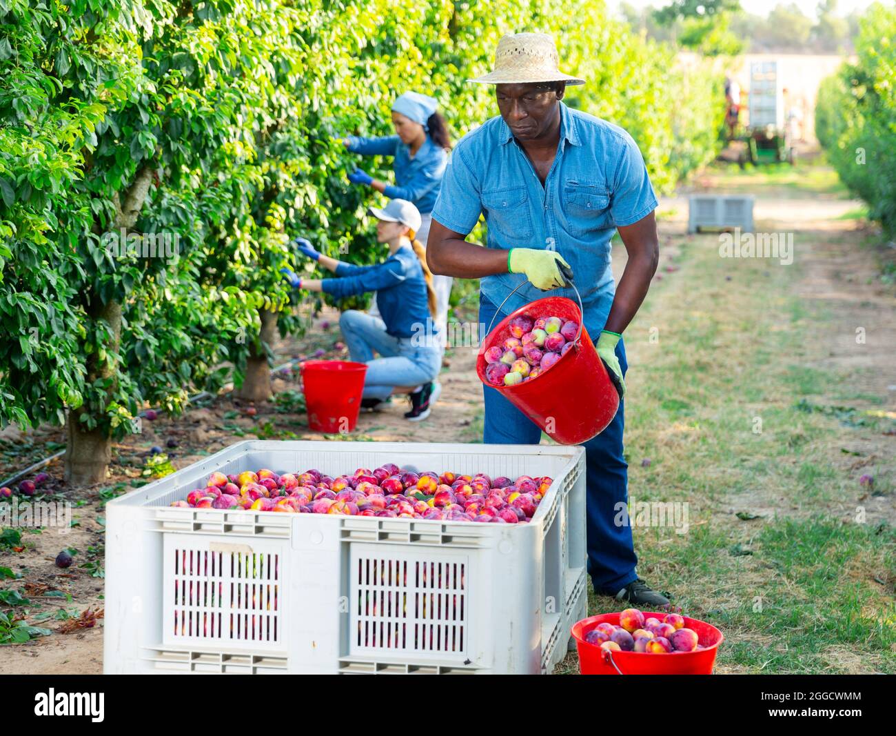 Man farmer picking ripe plums in garden Stock Photo - Alamy