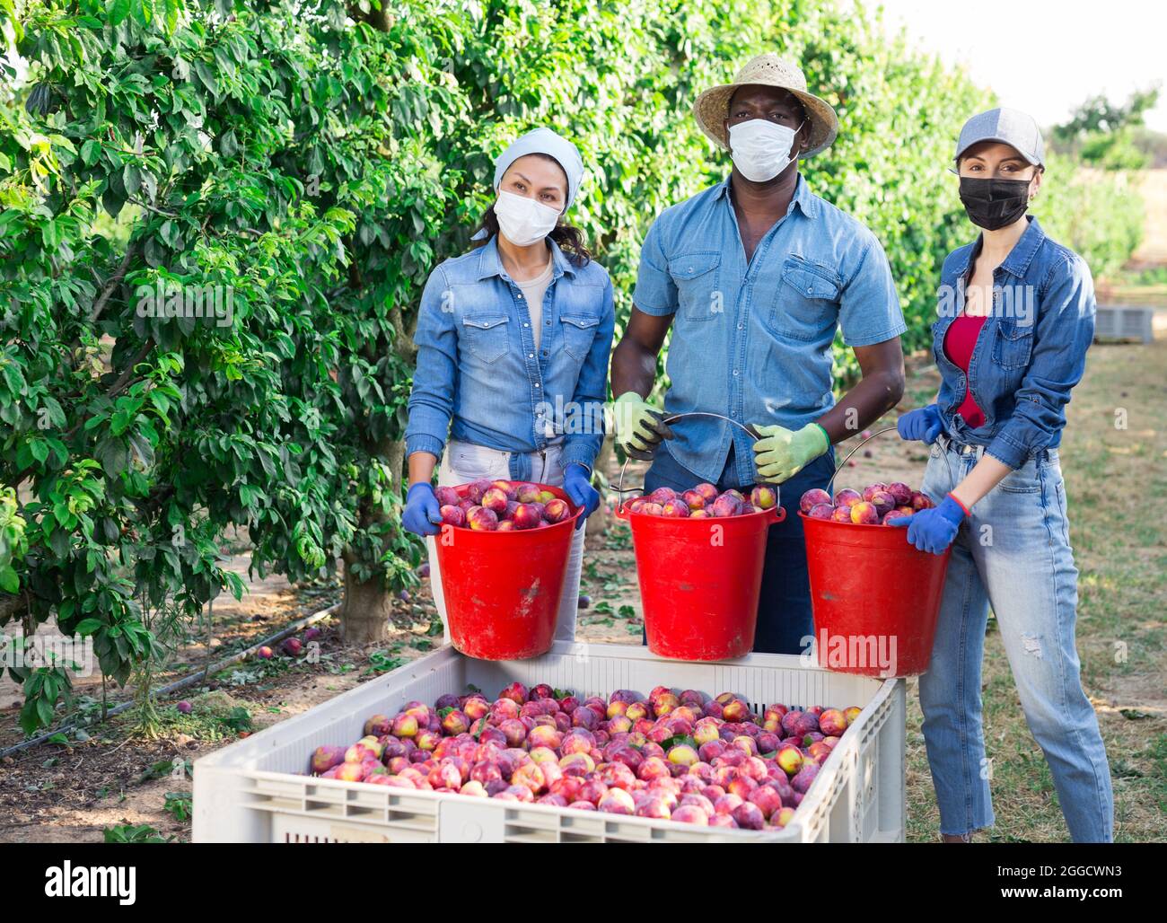 Farm workers harvest mask hi-res stock photography and images - Alamy