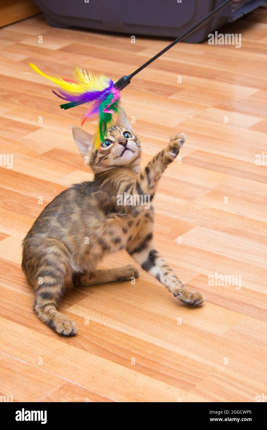 Bengal cat meow hi-res stock photography and images - Alamy