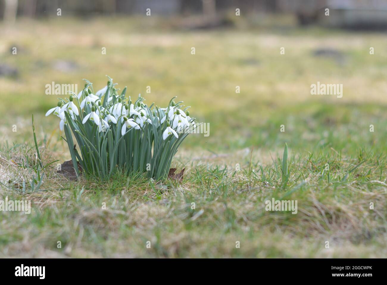 Snowdrop Field High Resolution Stock Photography and Images - Alamy