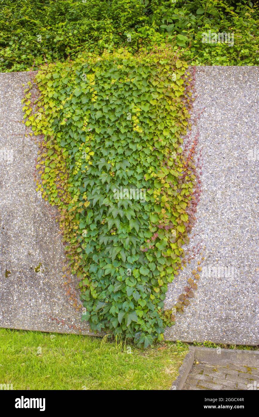 Ivy Lawn Hi res Stock Photography And Images Alamy ivy-lawn-hi-res-stock-photography-and-images-alamy