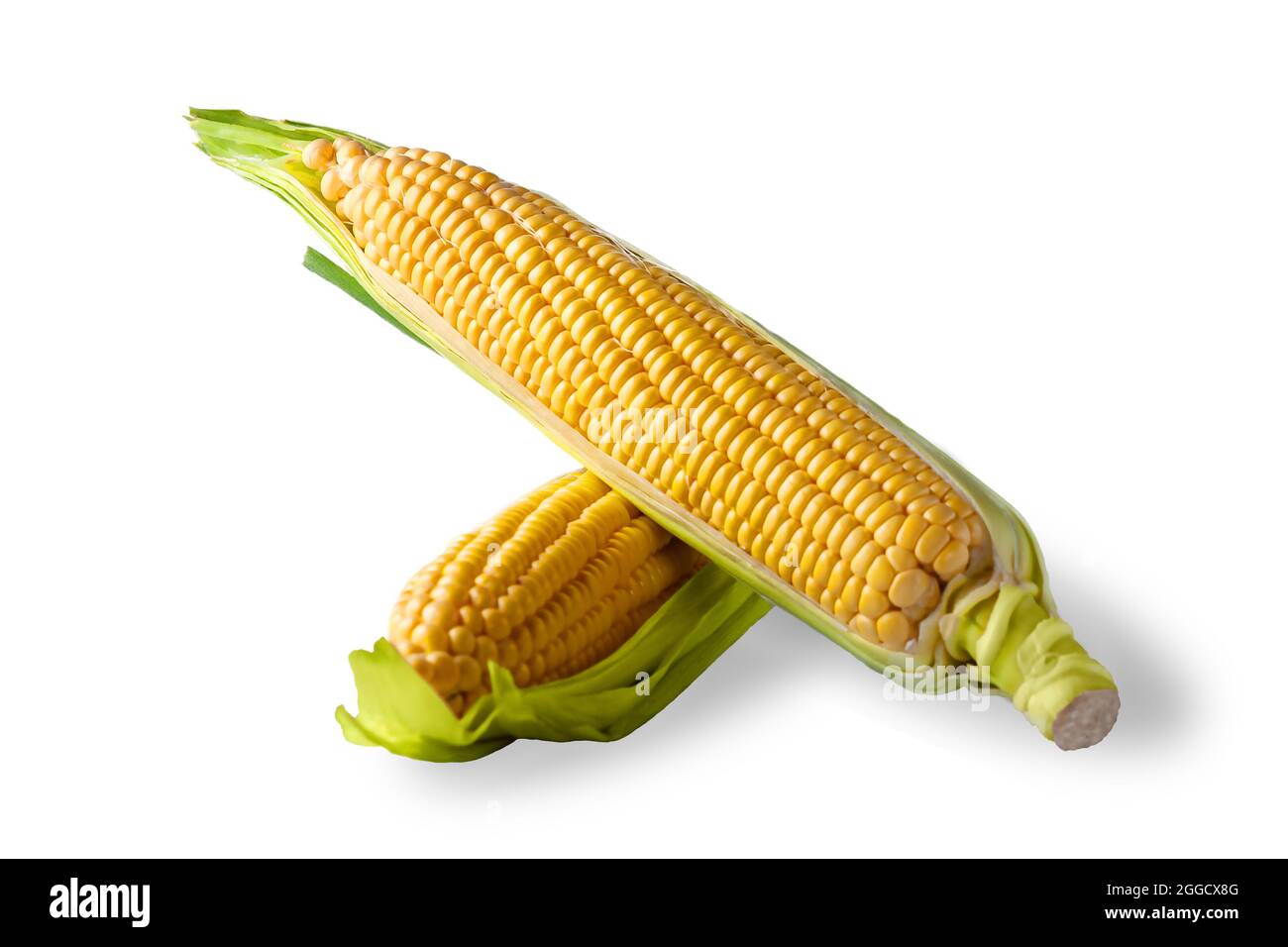 Fresh corn on the cob. Ear of corn isolated on white background Stock ...