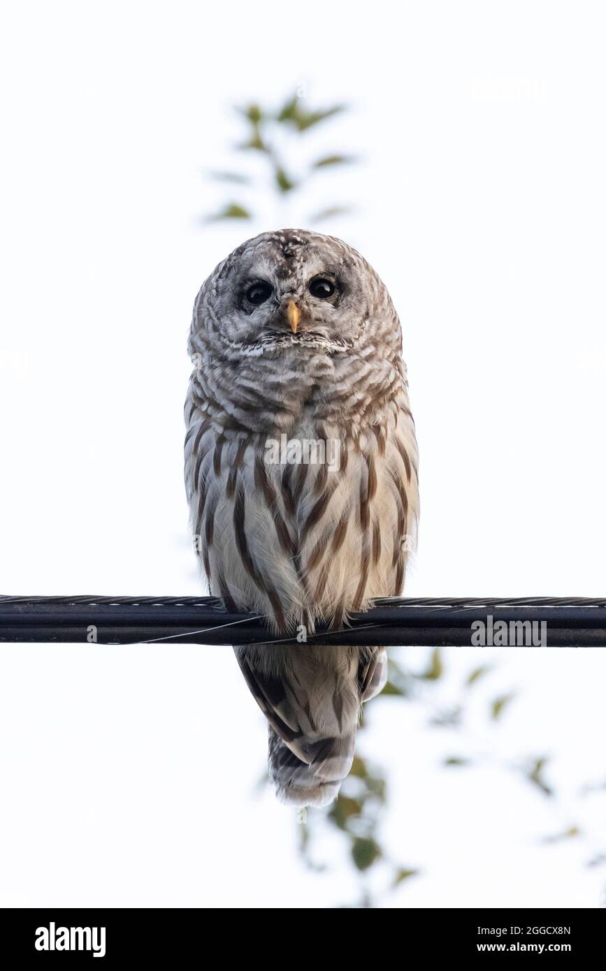 Vancouver owl hi-res stock photography and images - Alamy