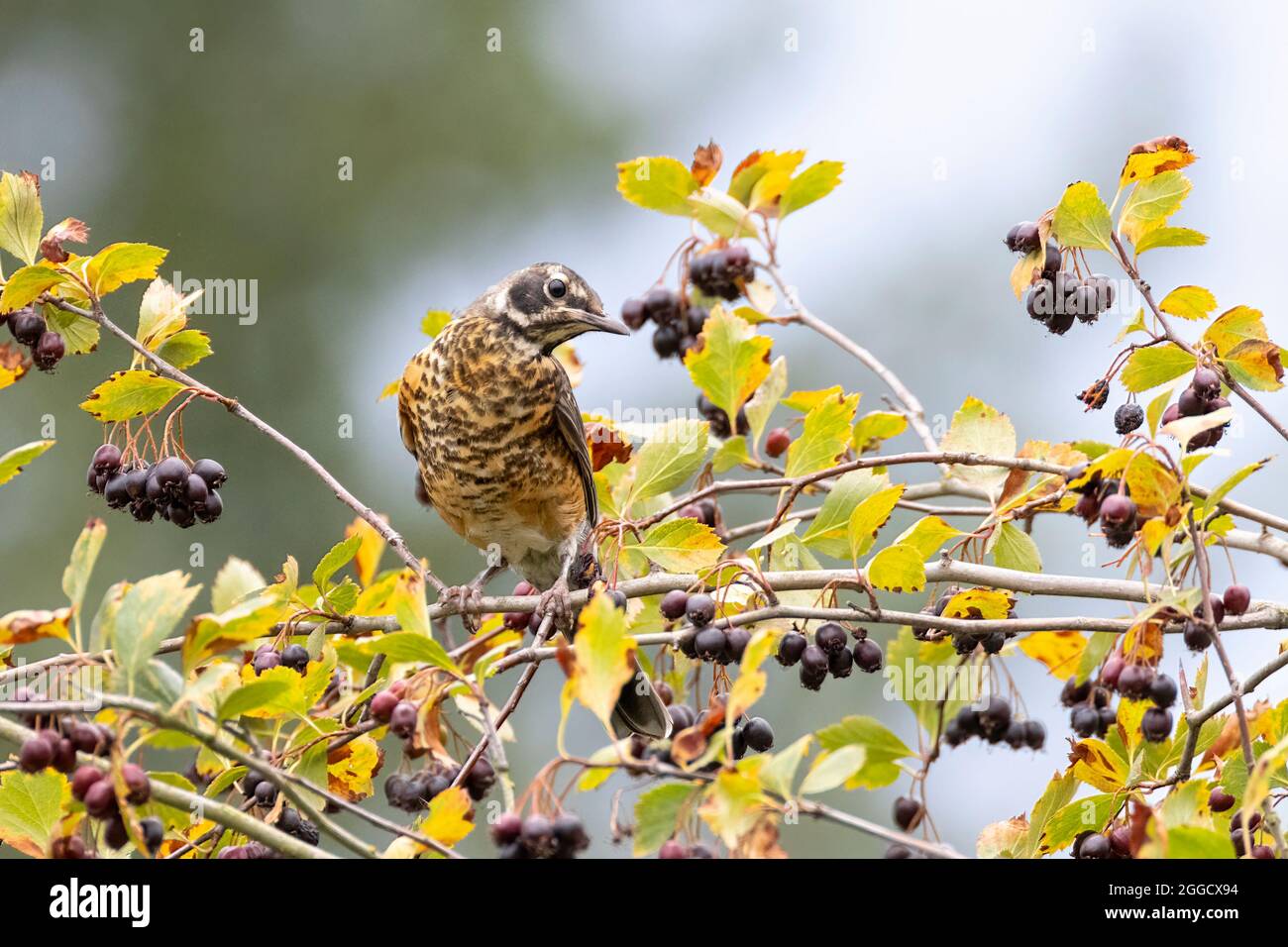 young American robin bird at Vancouver BC Canada Stock Photo - Alamy