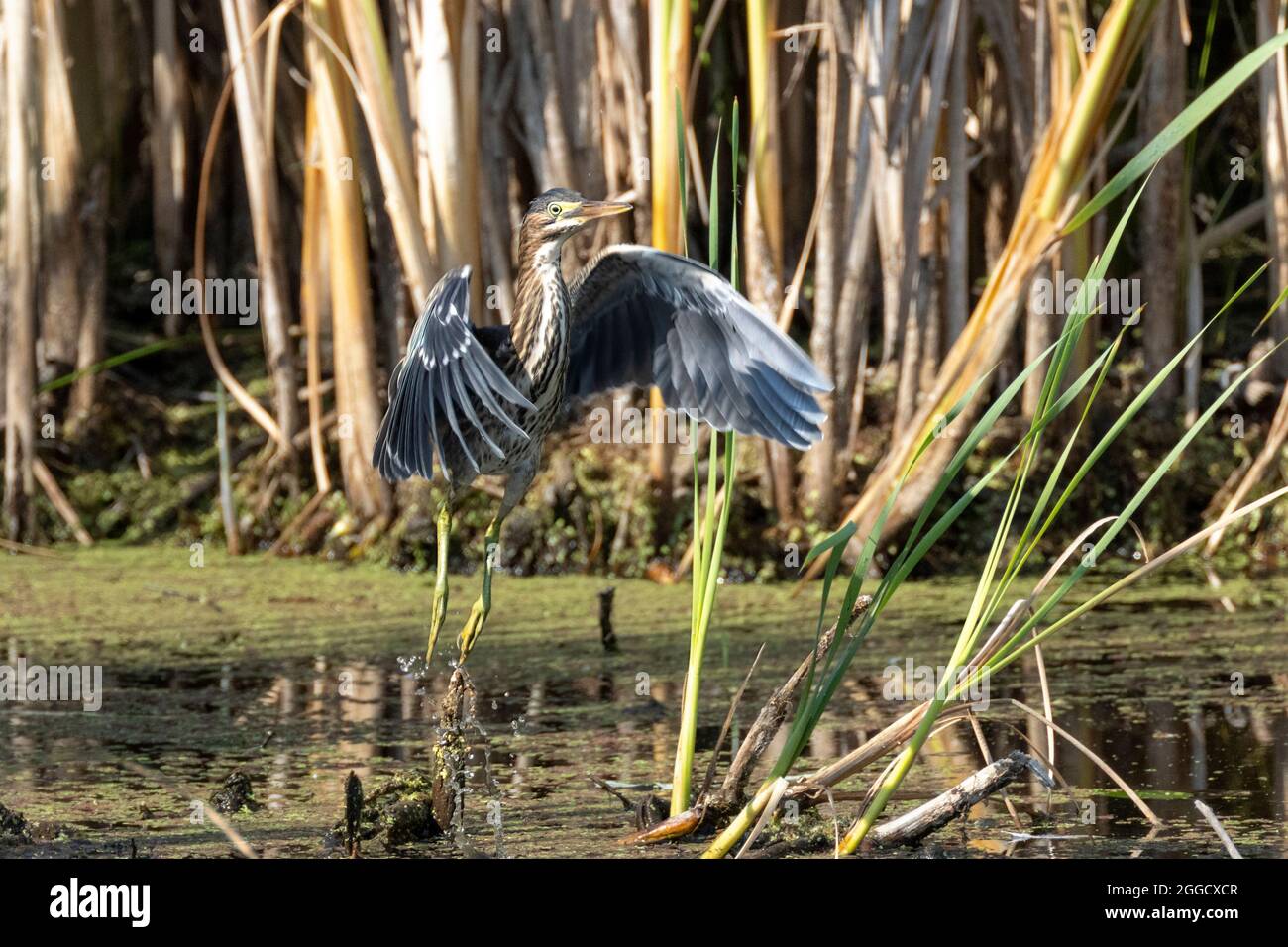 Canada heron hi-res stock photography and images - Alamy