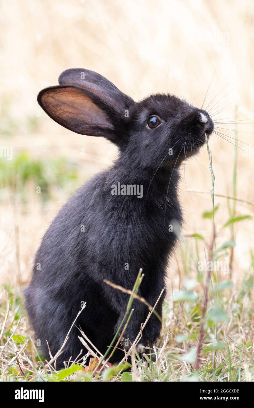 Young rabbit wildlife hi-res stock photography and images - Alamy