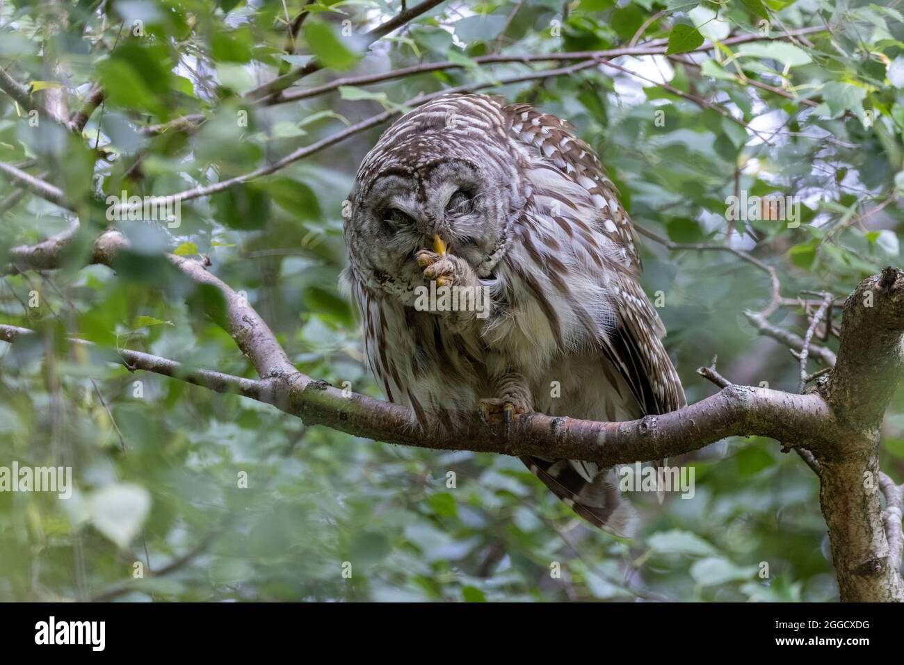 Vancouver owl hi-res stock photography and images - Alamy