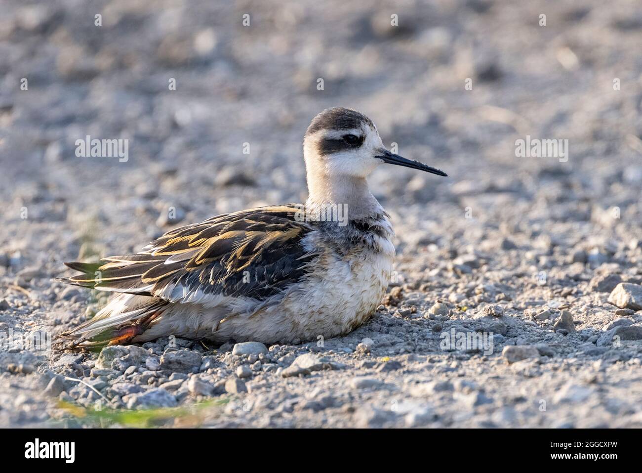 Red necked Phalarope bird at Vancouver BC Canada Stock Photo - Alamy