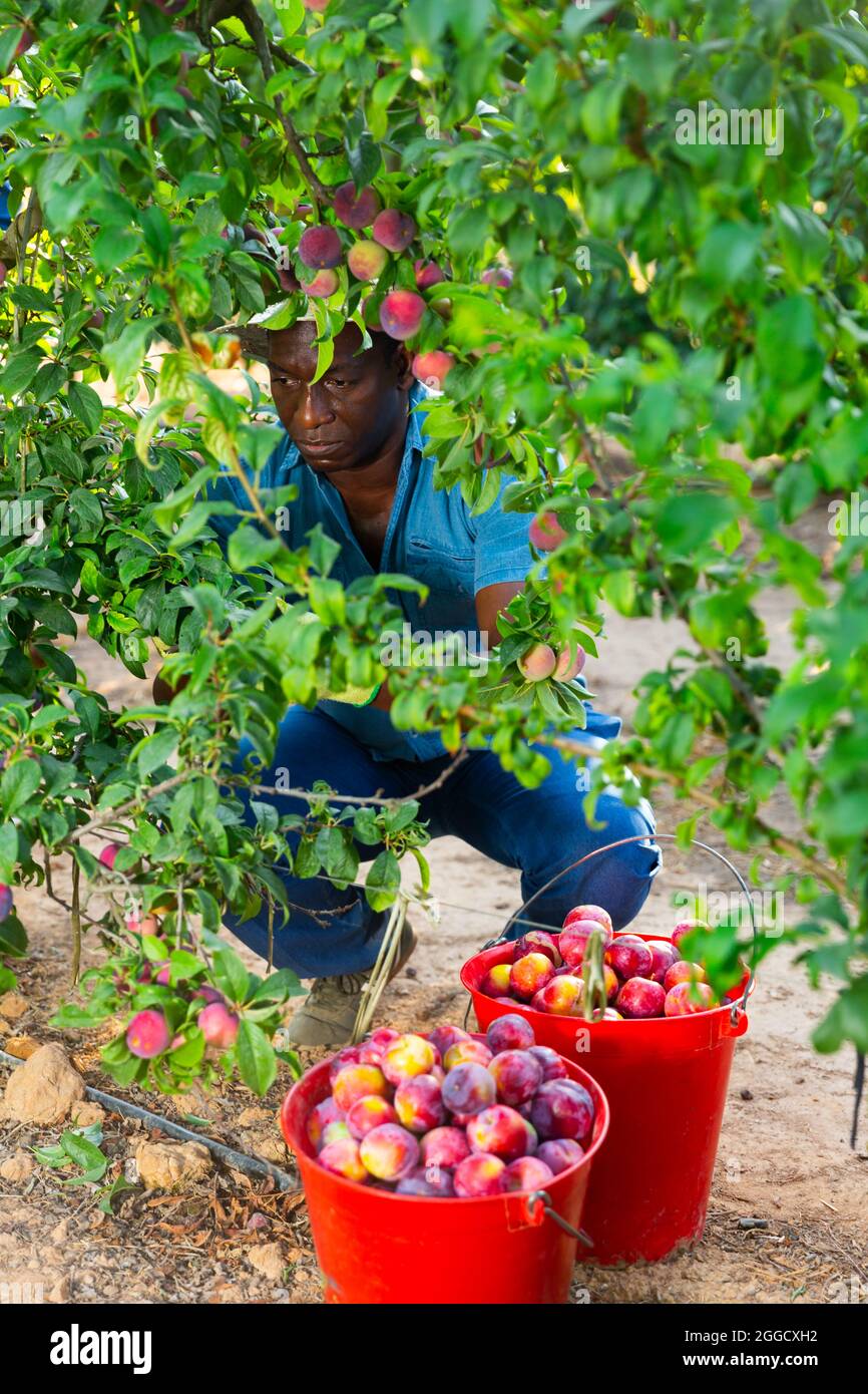 African american orchard owner harvesting ripe plums Stock Photo - Alamy
